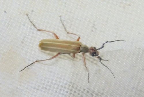 Epicauta distorta · iNaturalist