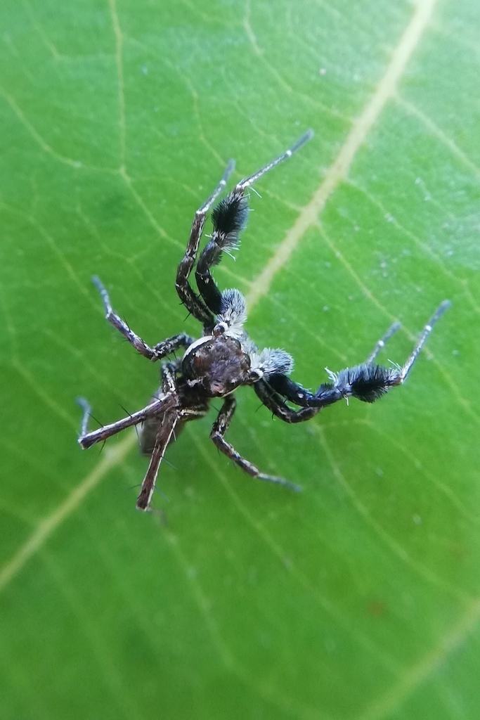 Fringed Jumping Spider from Kurunegala, Sri Lanka on April 15, 2020 at ...