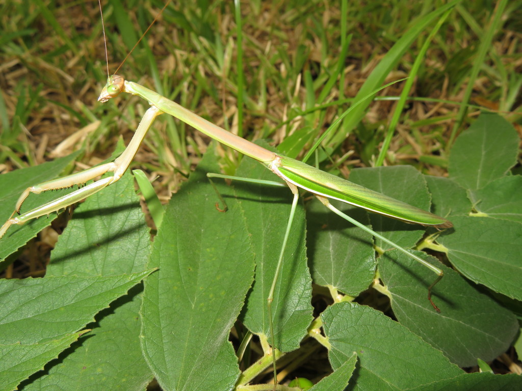 Stick Mantis from University of Dar ES Salaam Mwalimu Nyerere Main ...