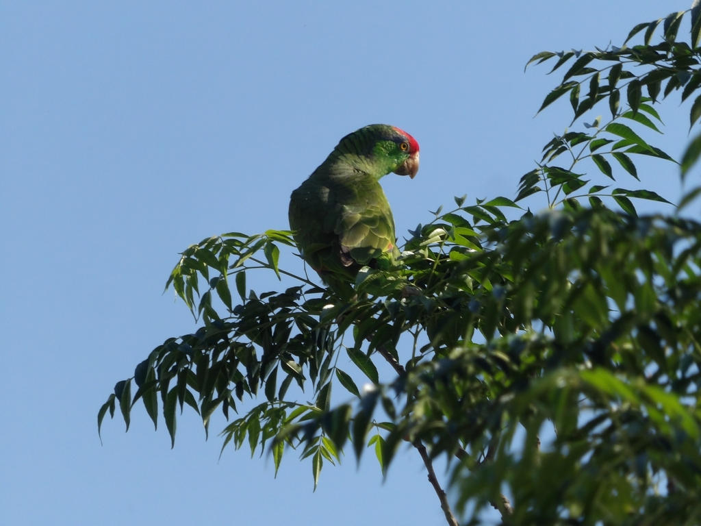 Red-crowned Amazon in April 2020 by Eduardoo Garciia · iNaturalist