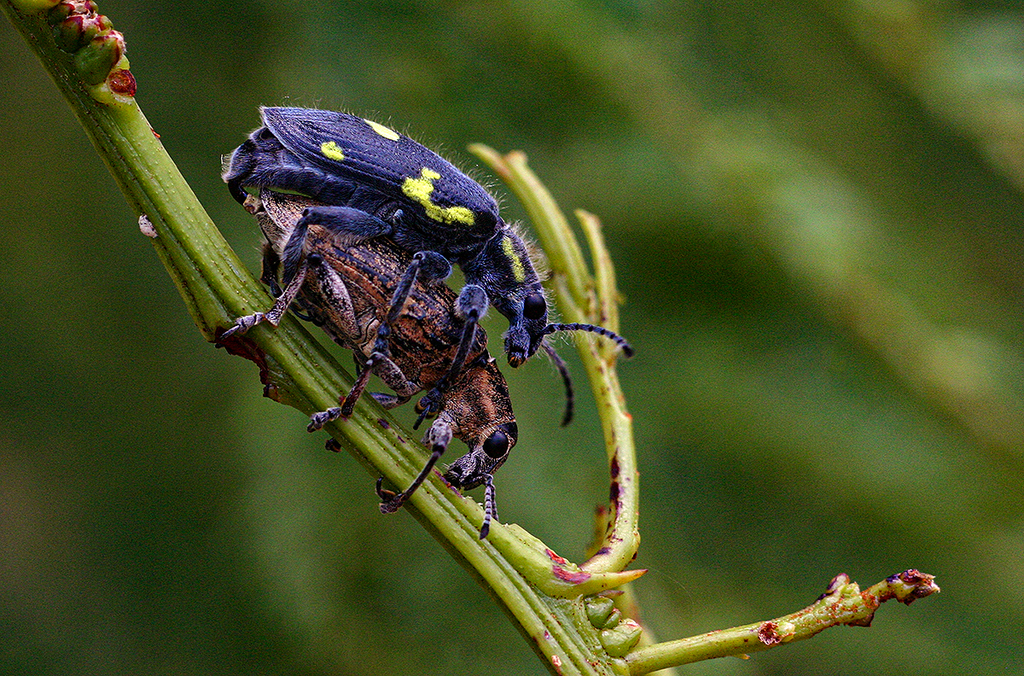 Gaudy Weevil (Beetles and Bugs of the Mfolozi River catchment, South ...