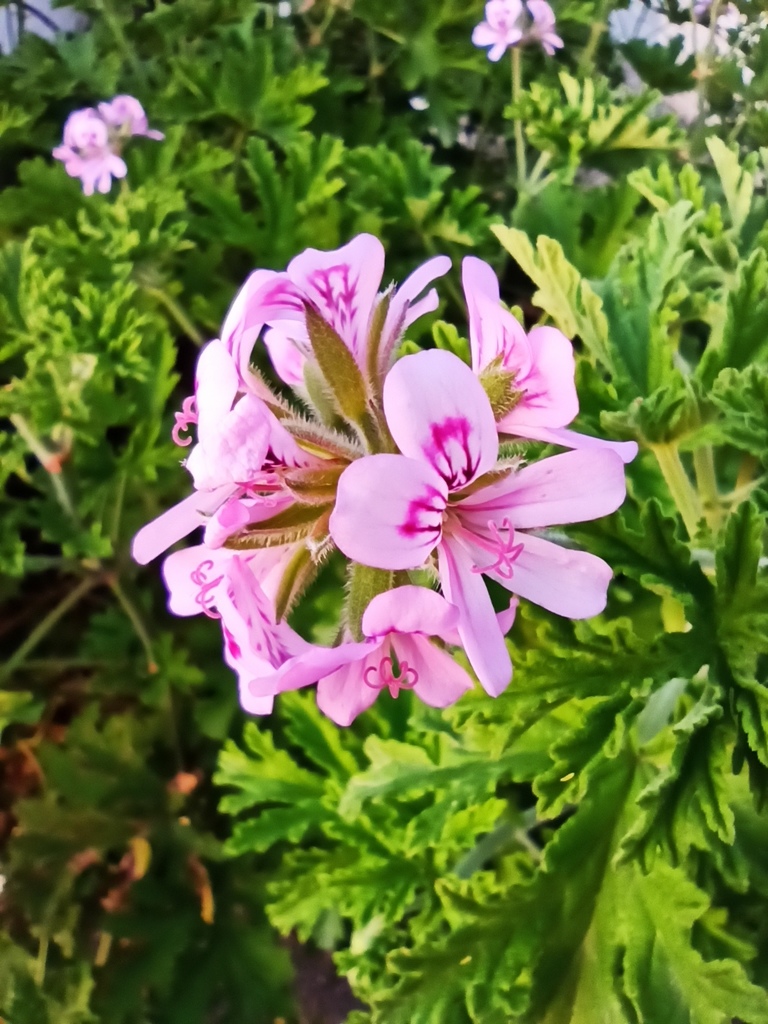 rose-scented geranium from Хайфа, Израиль on April 17, 2020 at 06:53 PM ...