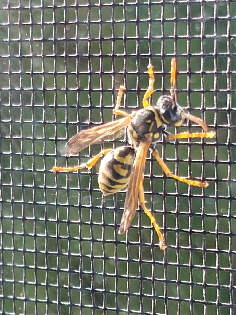 European Paper Wasp from 8th Ave NW & NW 95th St, Seattle, WA 98117 ...
