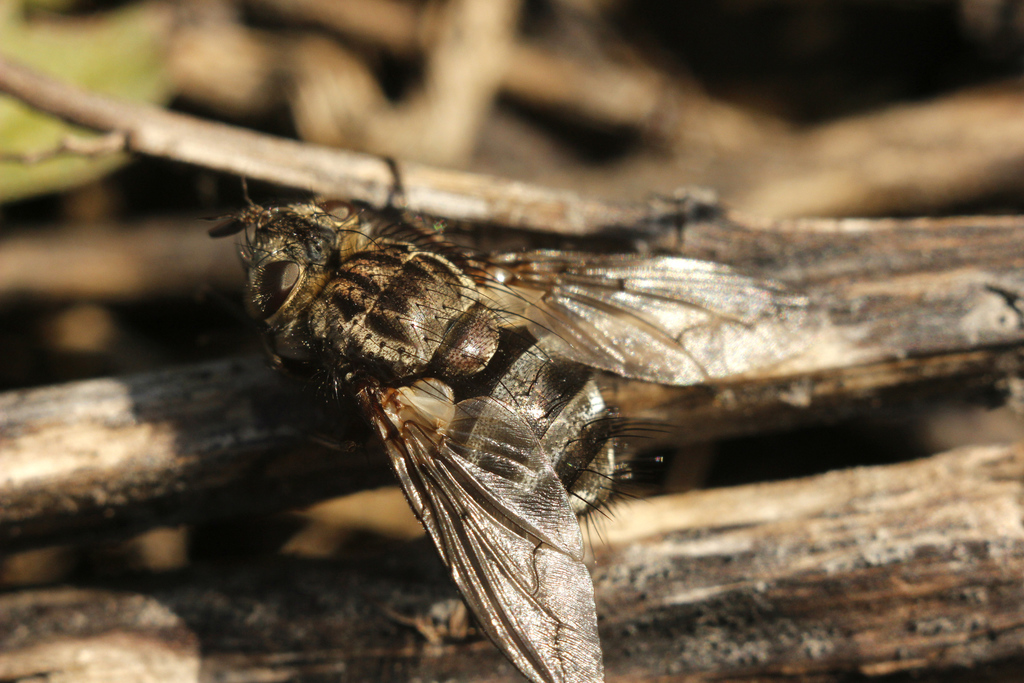 Bothria frontosa from Карпысак, Новосибирская обл., Россия, 633430 on ...