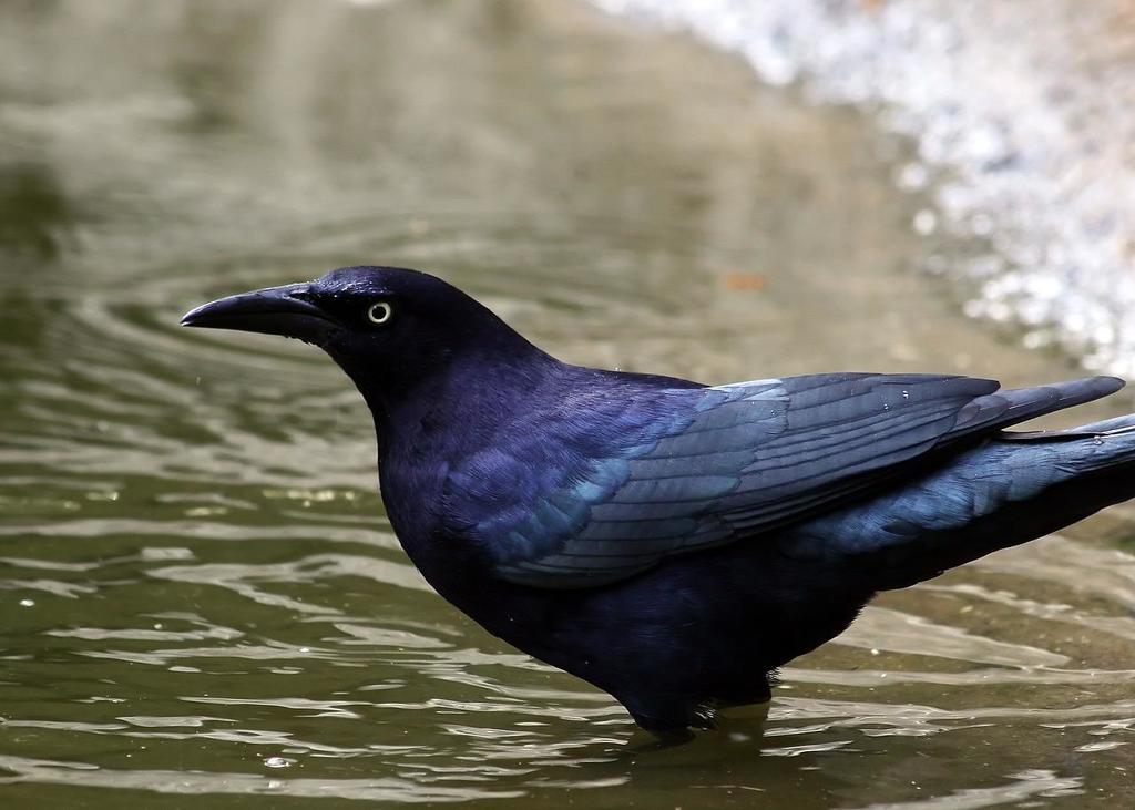 Typical Grackles (Quiscalus) - Avian Discovery