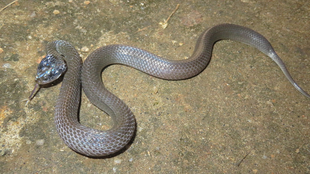 Red-lipped Snake from Tanzania on April 02, 2020 at 06:07 PM by John ...