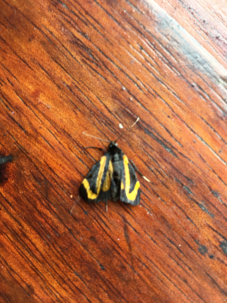 Aclytia from Rua H, Tombos, MG, BR on April 17, 2020 at 09:06 AM by ...