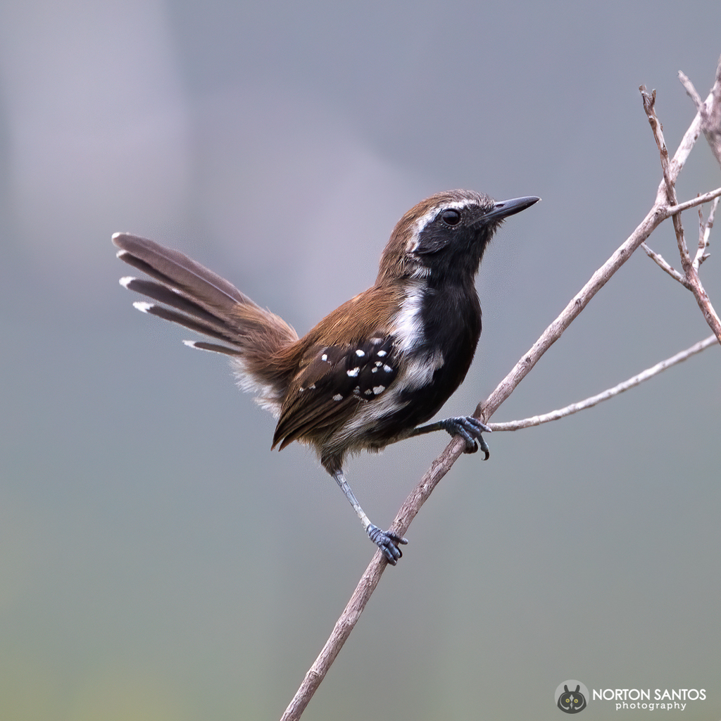 Typical Antbirds (Thamnophilidae) - Avian Discovery