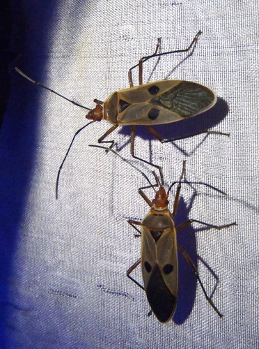 Dysdercus chiriquinus · iNaturalist