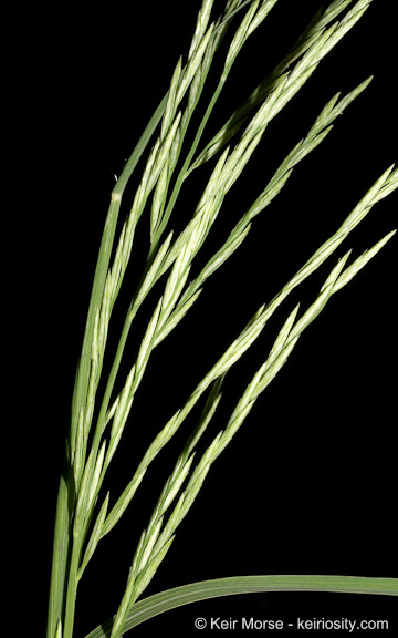 Leptochloa fusca (Plants of Ngorongoro Crater, Tanzania) · iNaturalist