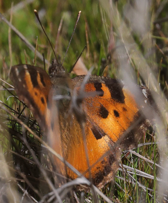 California Tortoiseshell from San Benito County, CA, USA on February 7 ...