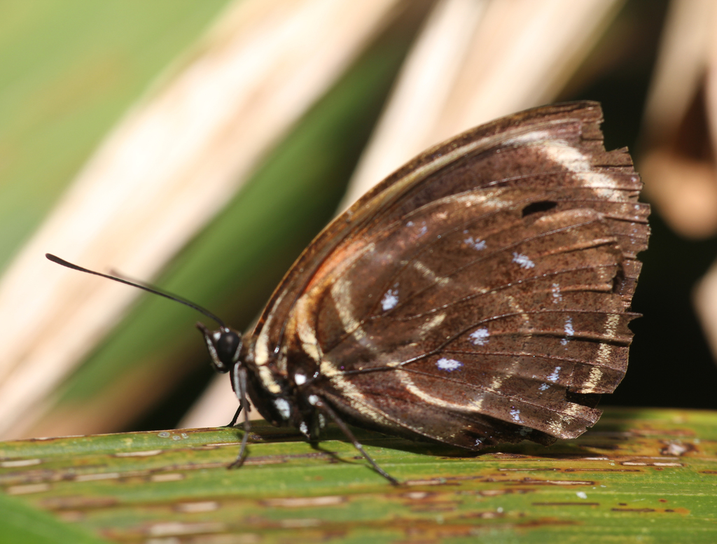 Callicore astarte patelina from Stann Creek District, Belize on May 18 ...