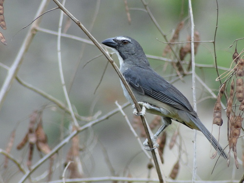 Subespecies Saltator coerulescens azarae · iNaturalist Mexico