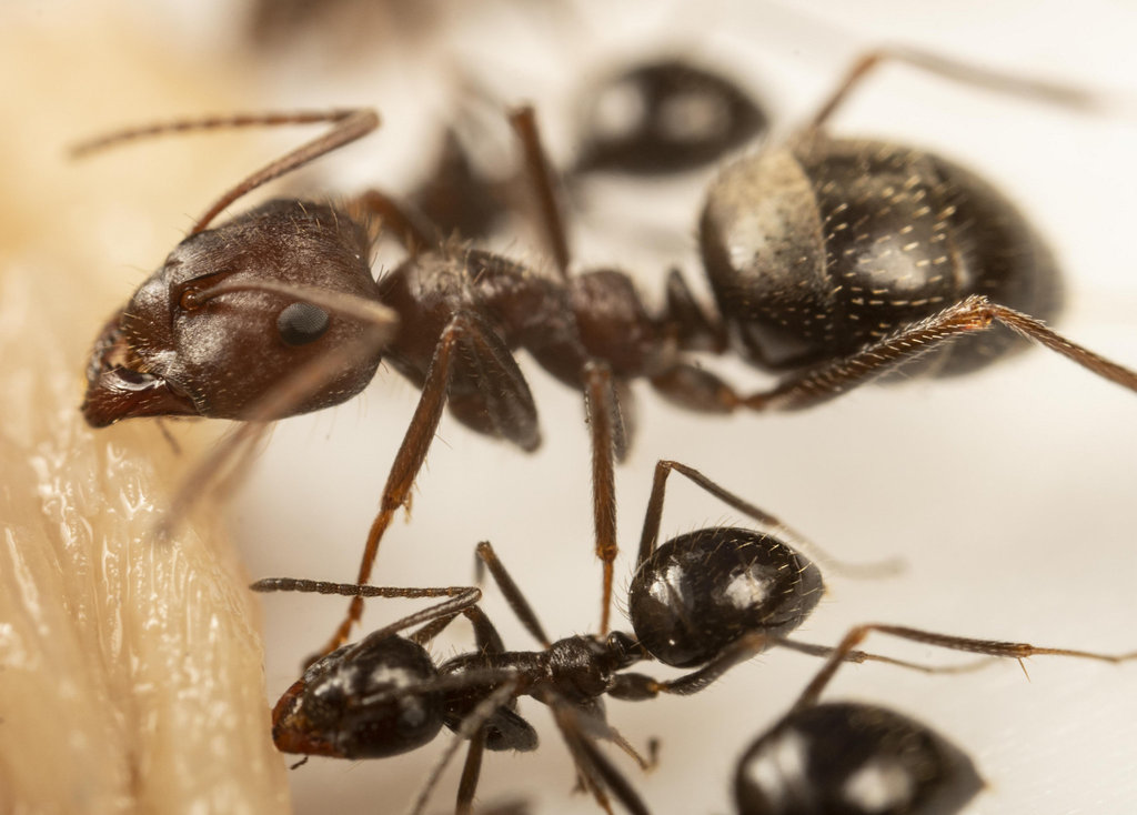 Small pugnacious ant (Flies, Ants, Wasps and Bees of the Mfolozi River ...