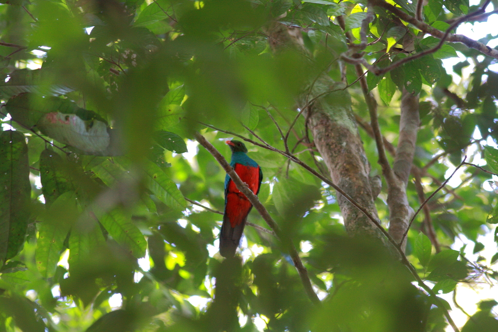 Pavonine Quetzal (Pharomachrus pavoninus) - Avian Discovery