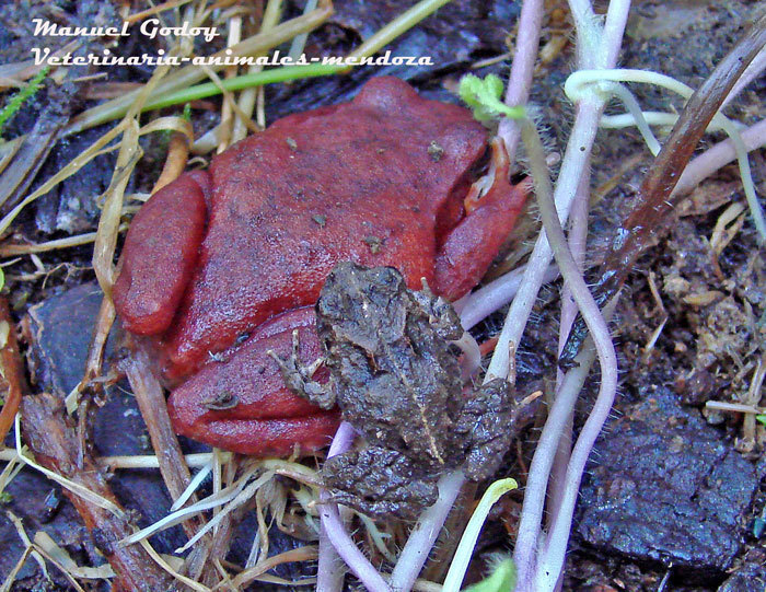 Valdivia Ground Frog in February 2010 by Manuel Godoy · iNaturalist