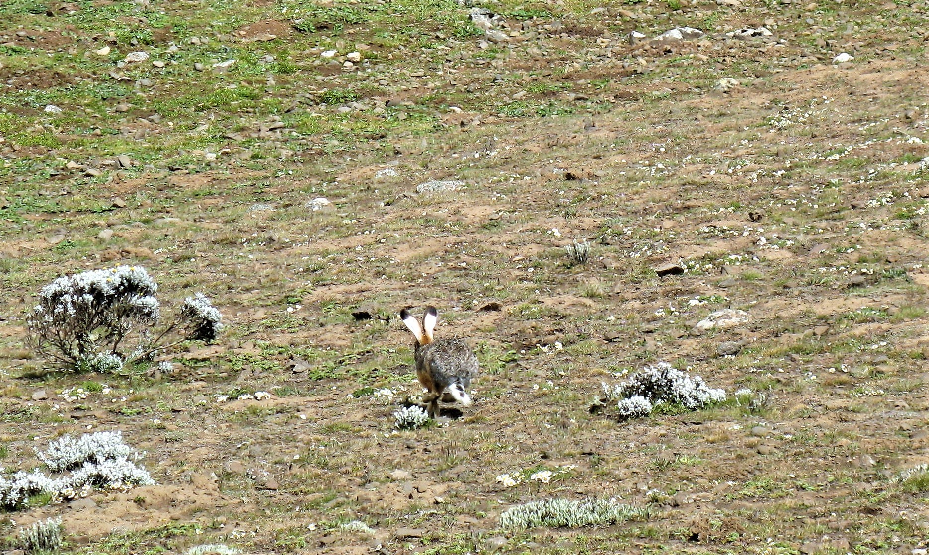 Lepus starcki Petter, 1963