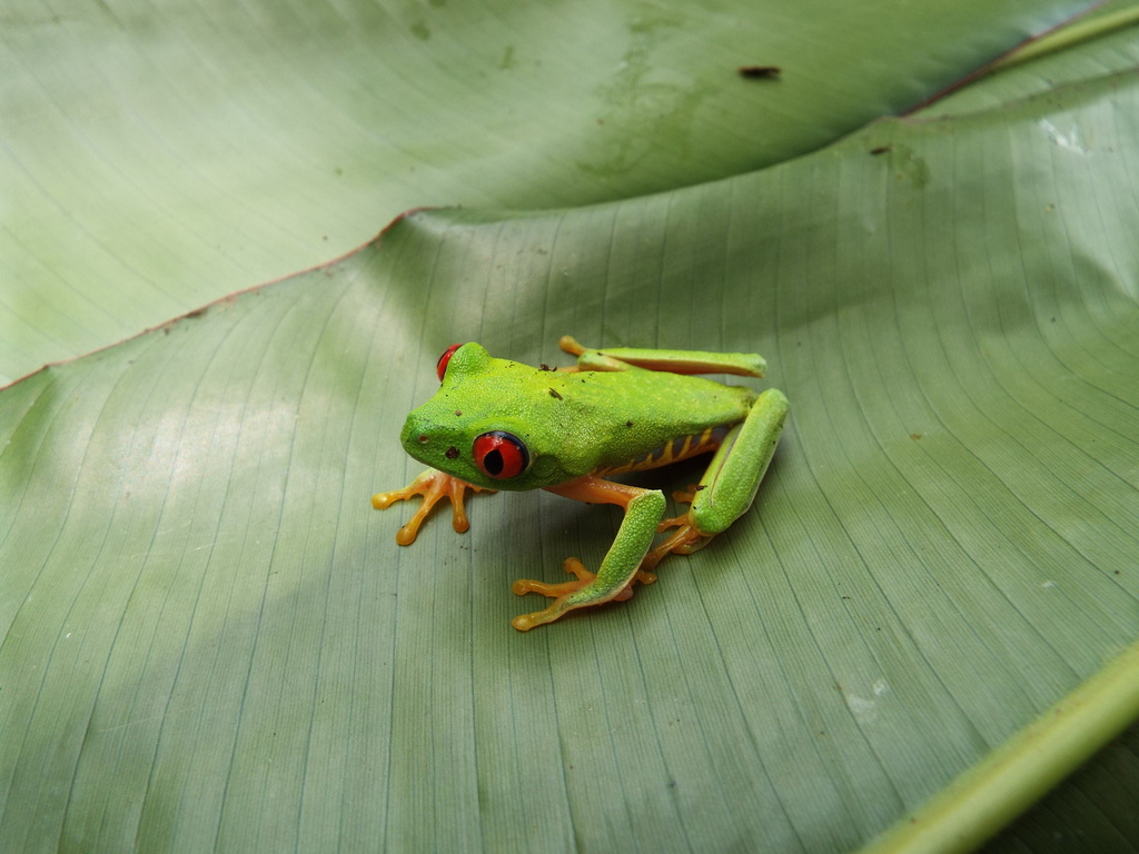 Taylor's Leaf Frog from Cunduacán, Tab., México on July 12, 2018 at 12: ...