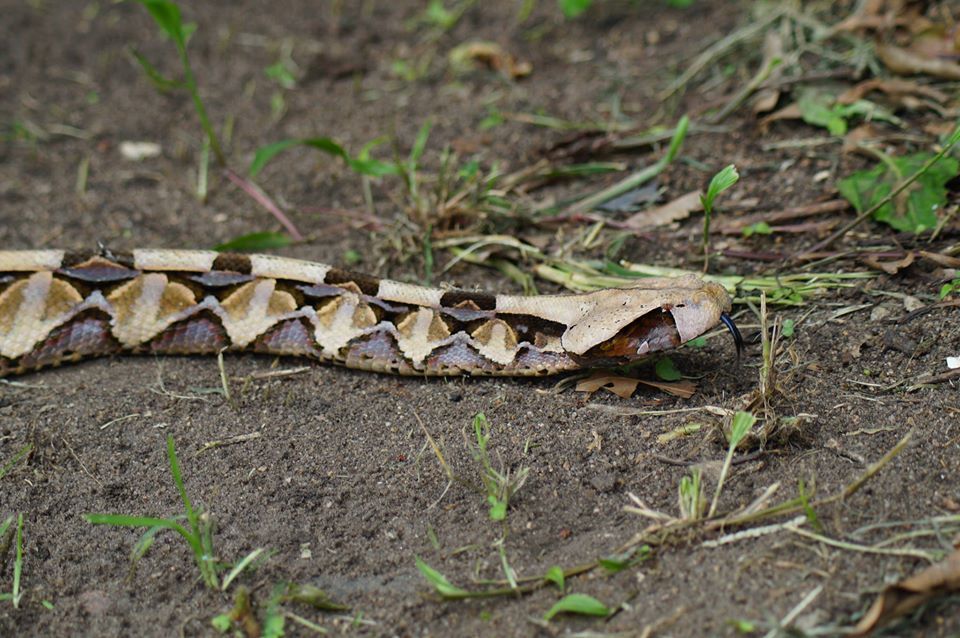 Gaboon Viper (Bitis gabonica) - Snakes and Lizards