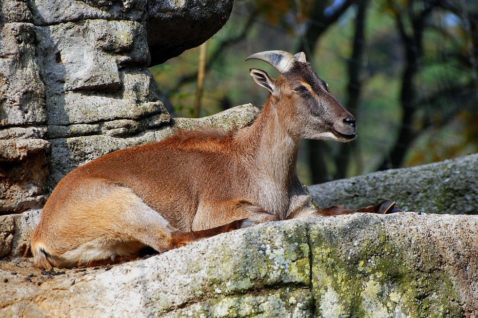Himalayan Tahr (Hemitragus jemlahicus) - Know Your Mammals