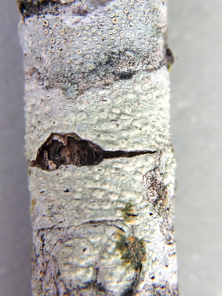 Volcano Wart Lichen (Lichens of the U.S.A pt. 2) · iNaturalist