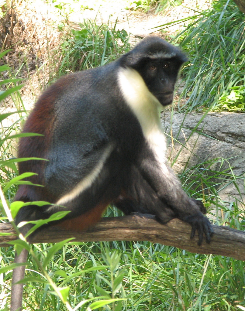 Cercopithecus diana (Животный мир Гвинеи) · iNaturalist