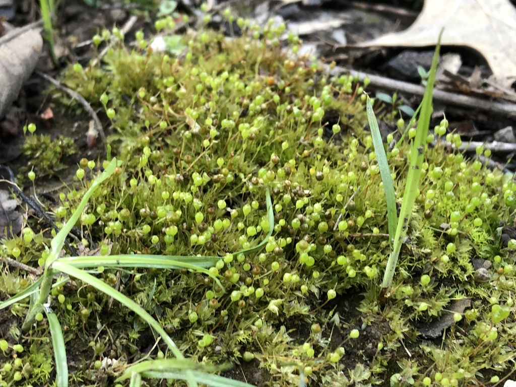 common bladder moss from Bluestem Way, Wentzville, MO, US on April 17 ...