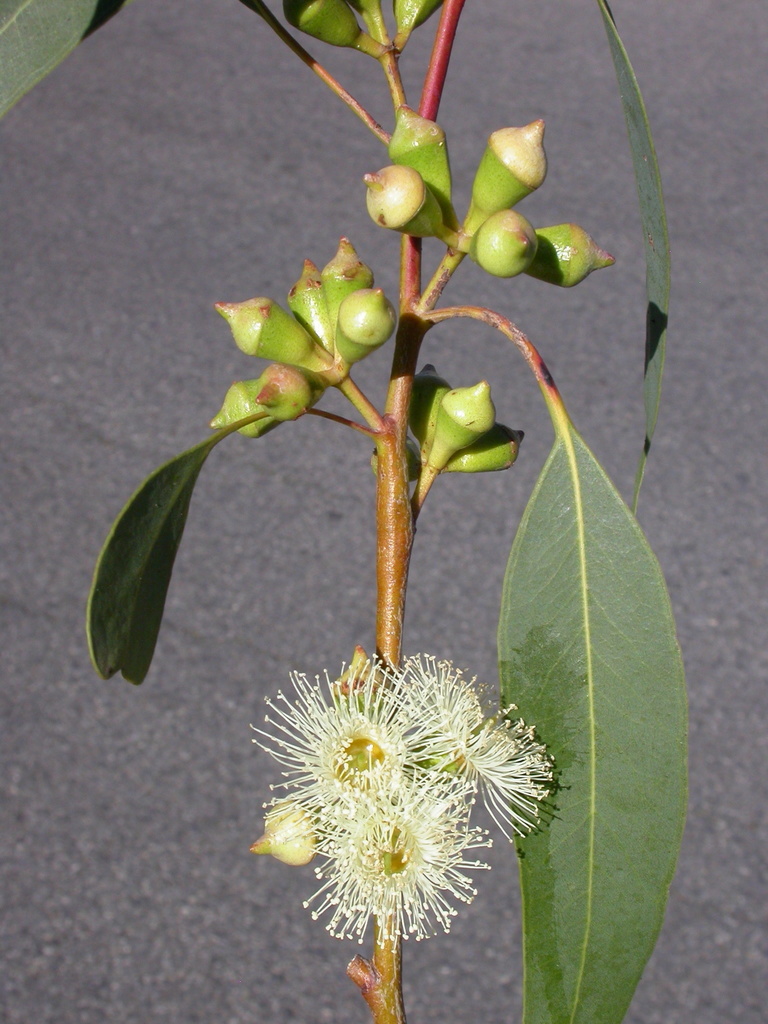 mount compass swamp gum (Eucalyptus paludicola) - Botanical Realm