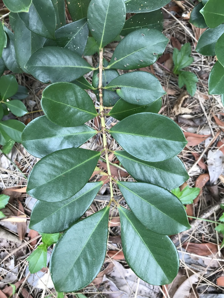 strawberry-guava in April 2020 by lfwscc · iNaturalist