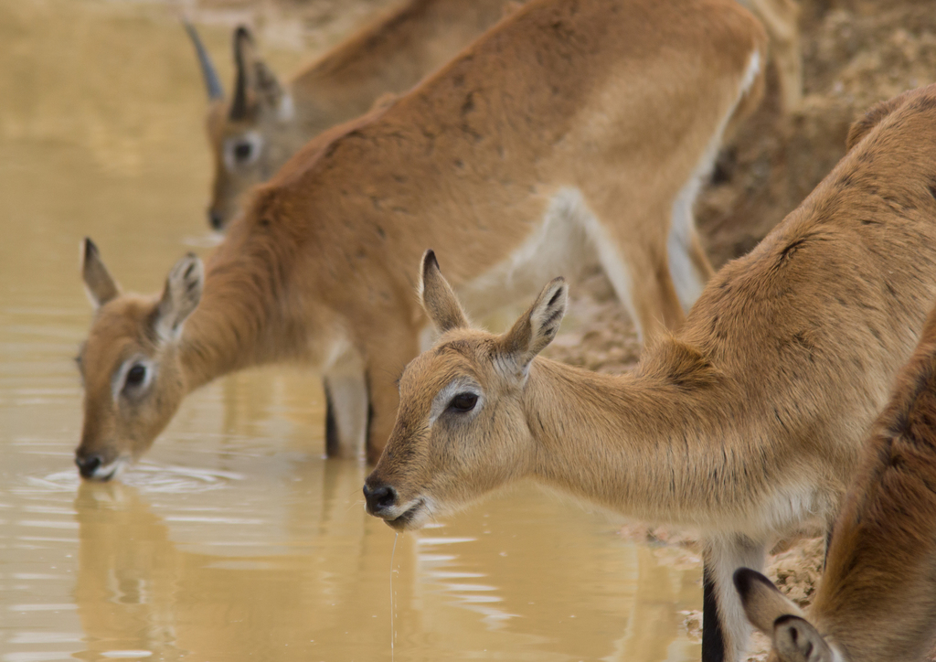 Red Lechwe (Kobus leche leche) - Know Your Mammals