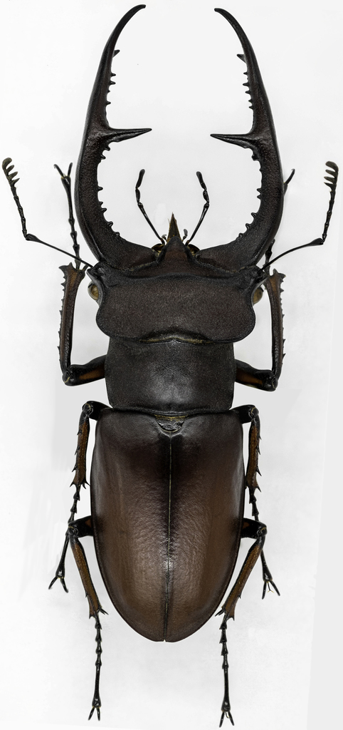 Lucanus deuveianus from Wuming District, Nanning, Guangxi, Китай on ...