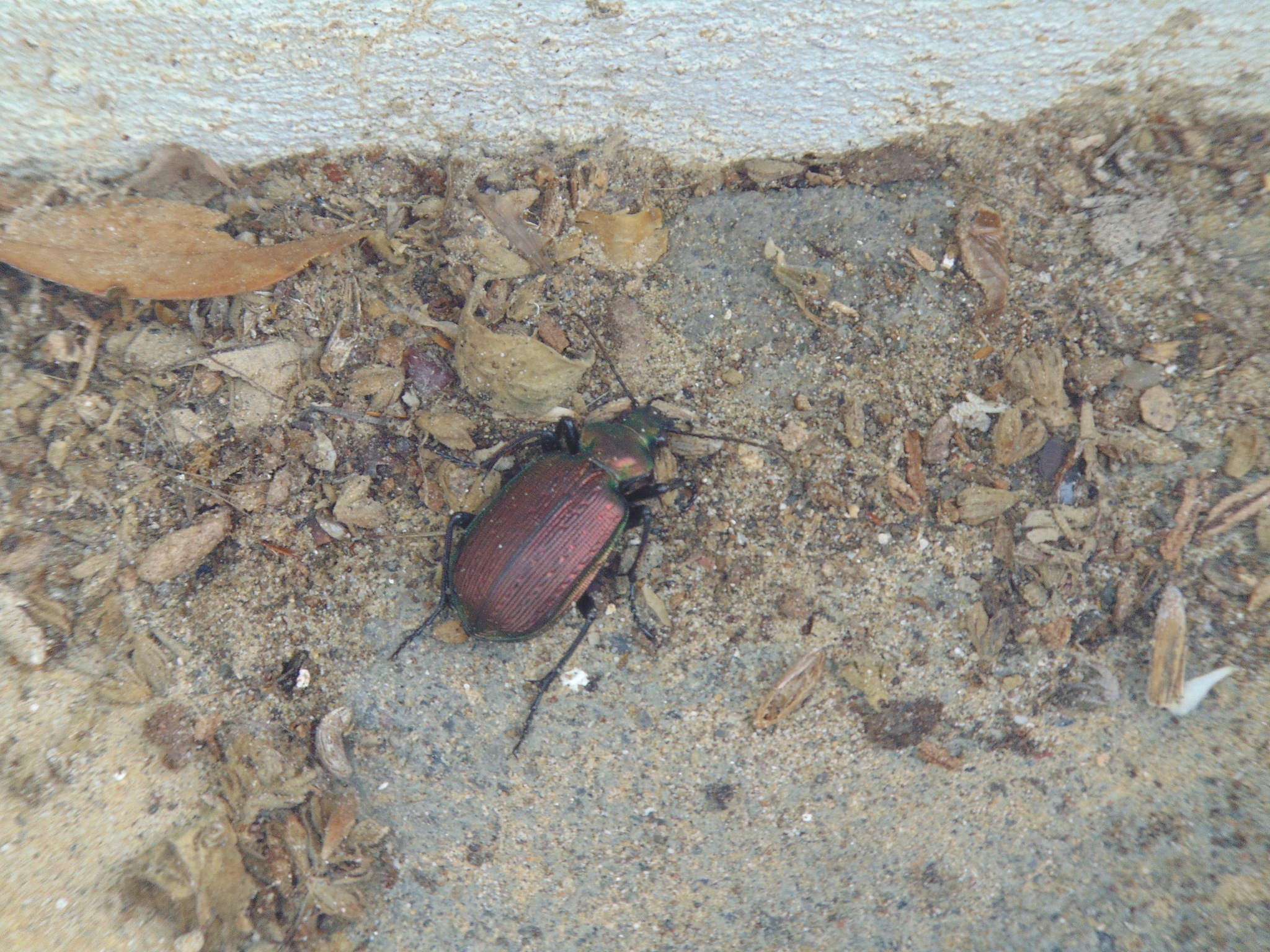Calosoma abbreviatum Chaudoir, 1869