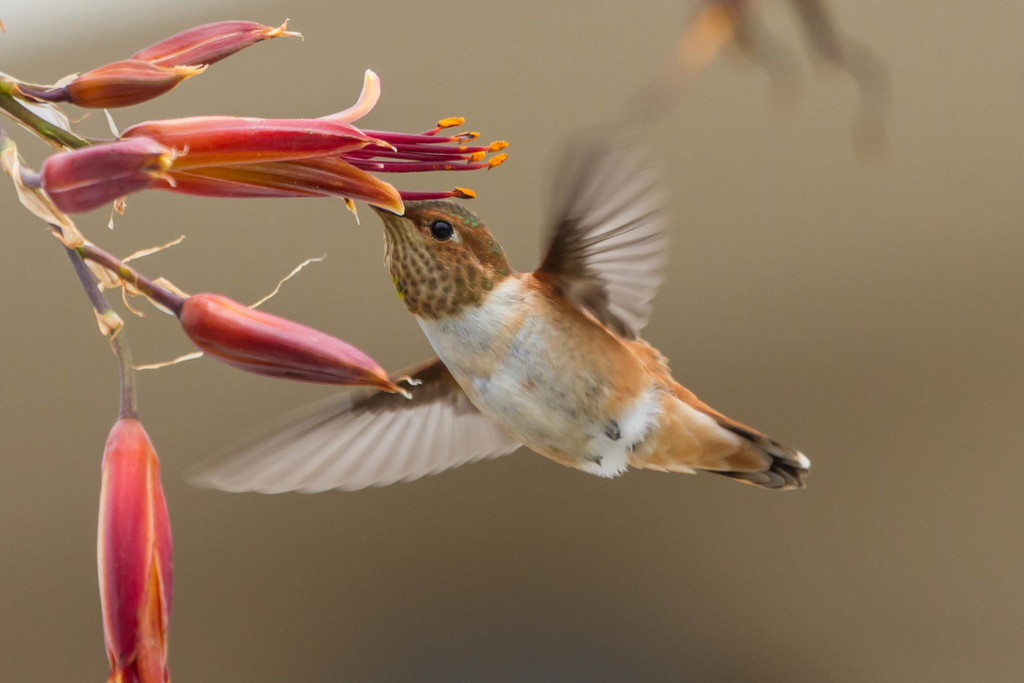 Allen's Hummingbird (Don Edwards San Francisco Bay National Wildlife ...