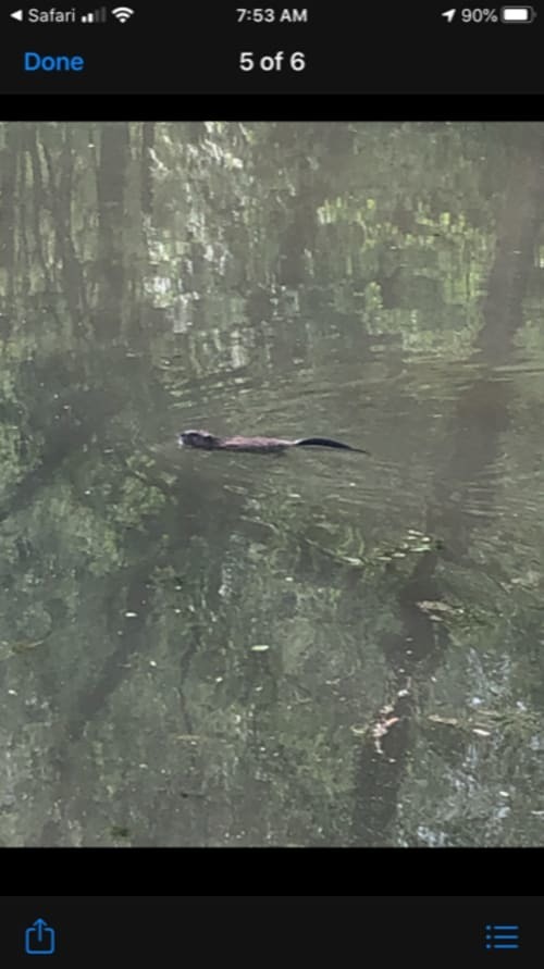 Muskrat from Montgomery County, US-NC, US on April 14, 2020 at 09:01 AM ...