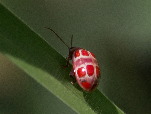 Asphaera lenis · NaturaLista Colombia