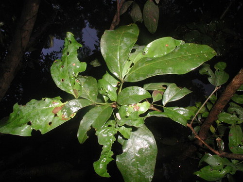 Zygia conzattii · iNaturalist