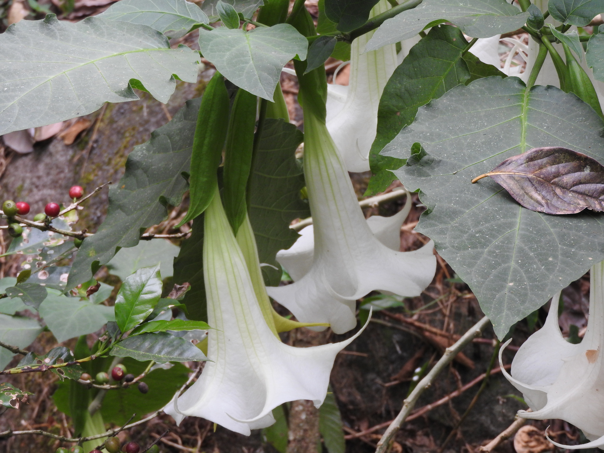Flores Blancas Que Parecen Campanas