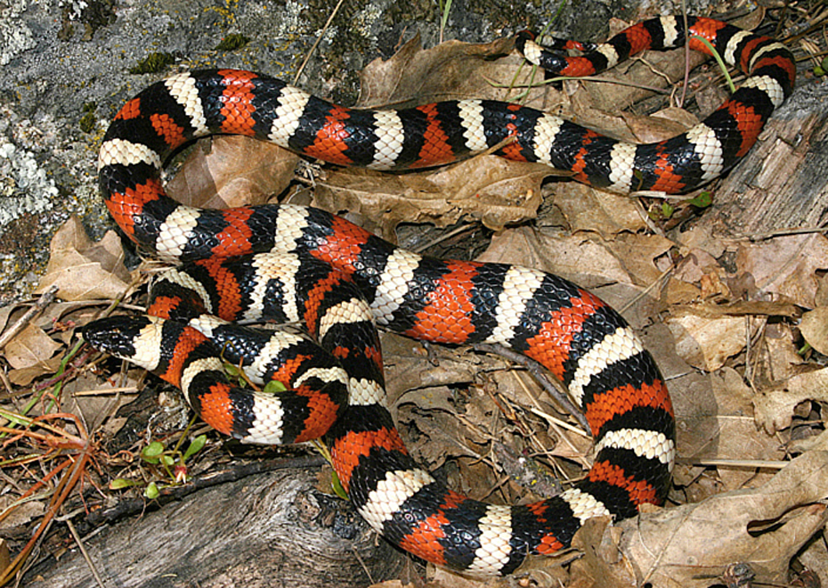 California Mountain Kingsnake in May 2010 by Flaxington · iNaturalist