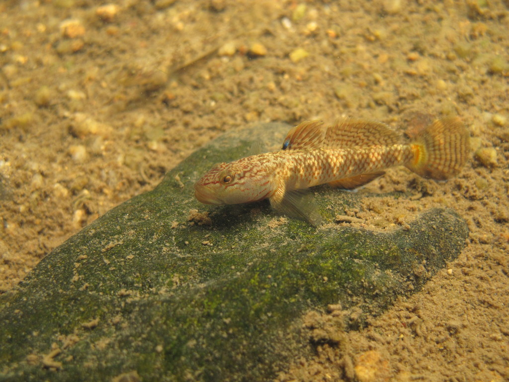 Rhinogobies (Rhinogobius) - Marine Life Identification