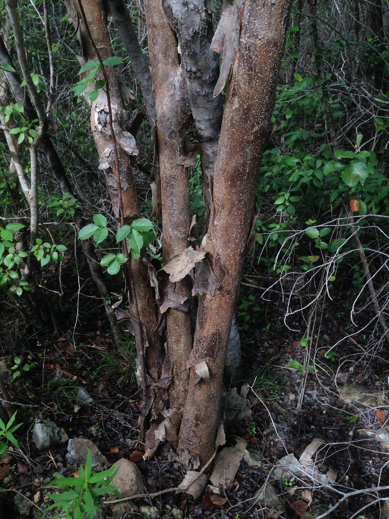 Rat Wood from Carenero, Guánica 00653, Puerto Rico on December 5, 2016 ...