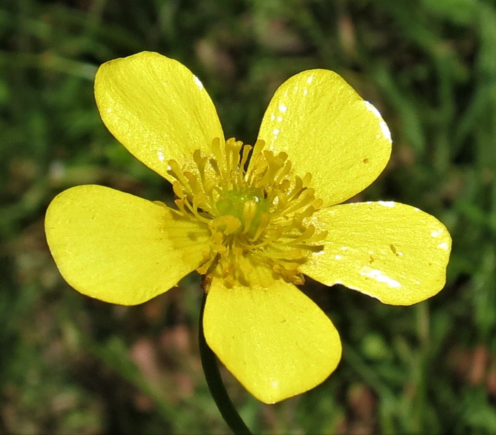 Australian Buttercup (Ranunculus lappaceus) - Botanical Realm