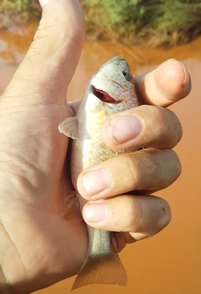 Spangled Perch from Millstream Chichester, AU-WA-AS, AU-WA, AU on ...
