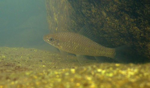 Osteochilus salsburyi · iNaturalist United Kingdom