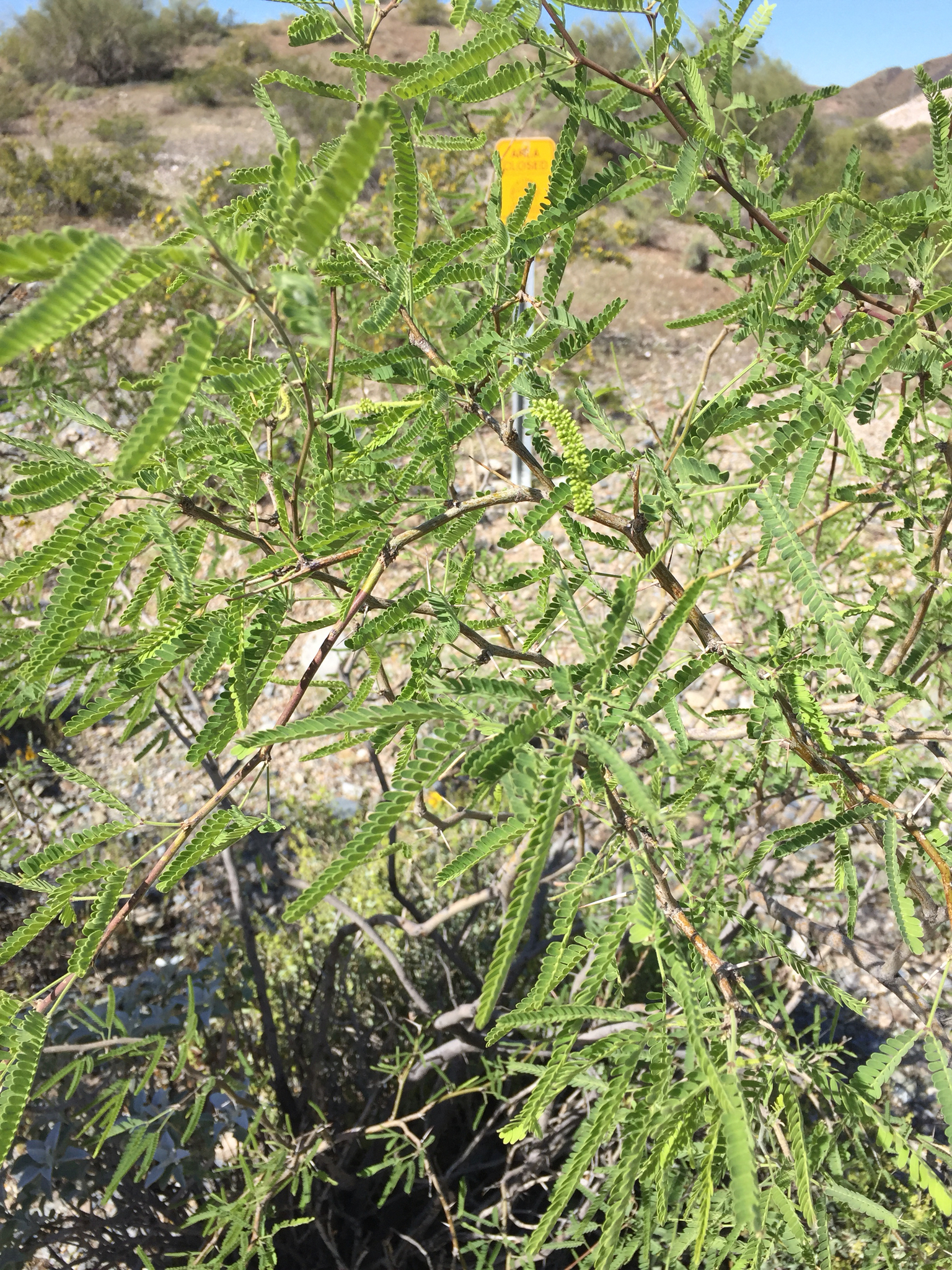 Prosopis Velutina
