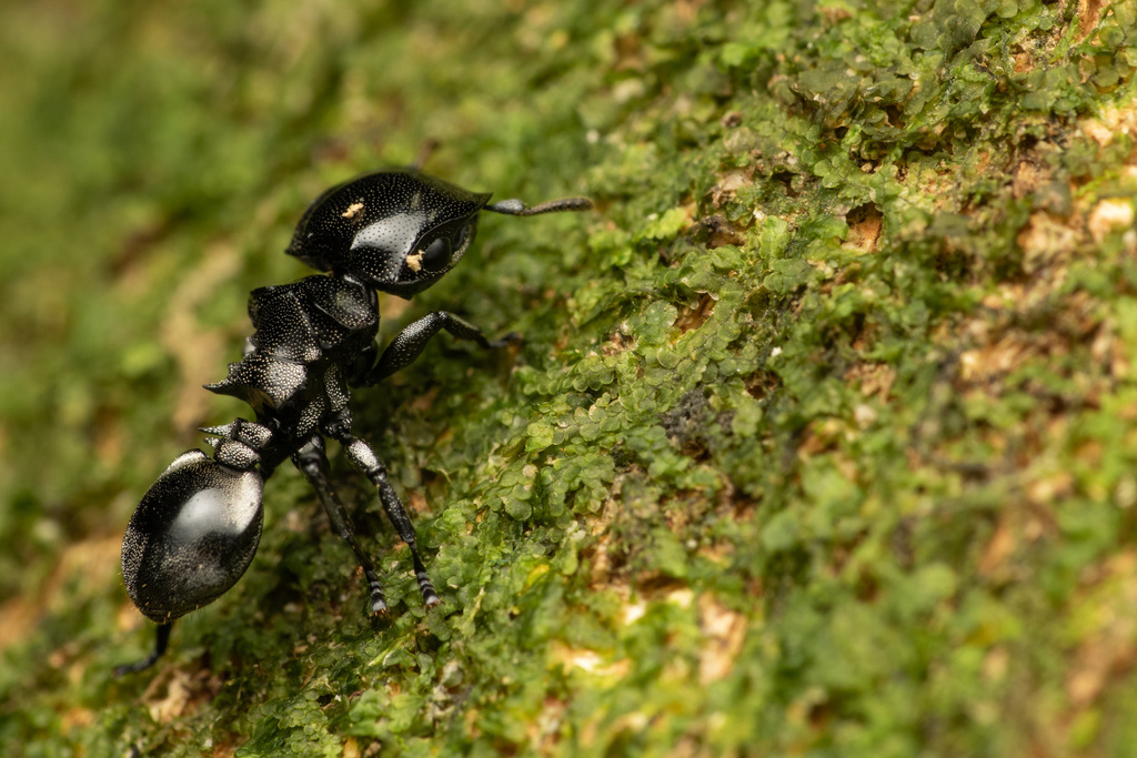 Cephalotes basalis from Sarapiqui, Heredia, CR on January 03, 2020 at ...