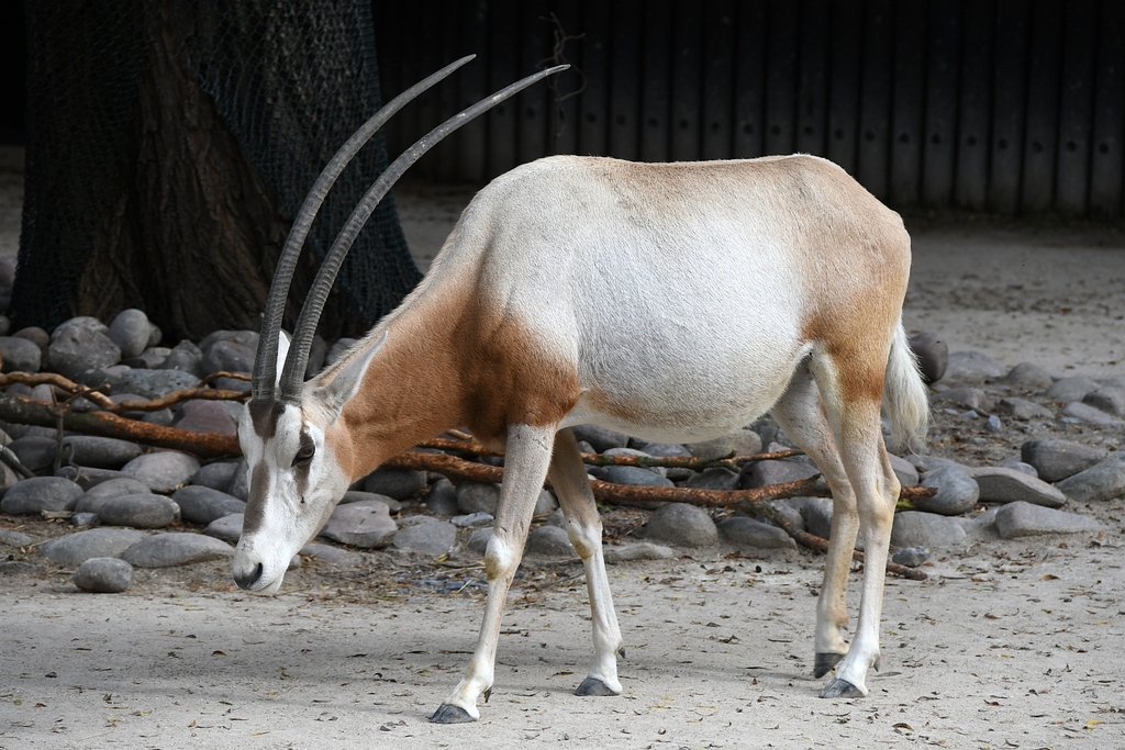 Scimitar-horned Oryx (Oryx dammah) - Know Your Mammals