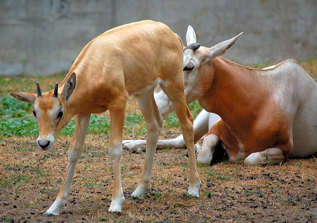 Scimitar-horned Oryx (Oryx dammah) - Know Your Mammals