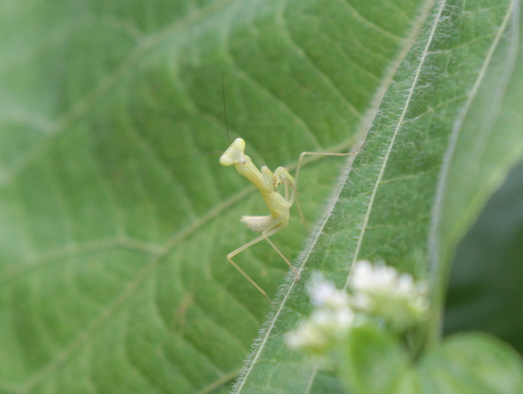 Jade Mantis from Malaita Province, Solomon Islands on October 22, 2018 ...