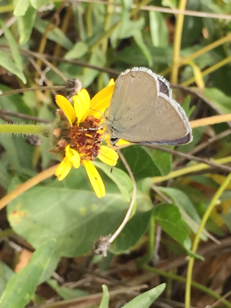 Western tailed-blue (Arthropods of Sweitzer Lake State Park) · iNaturalist