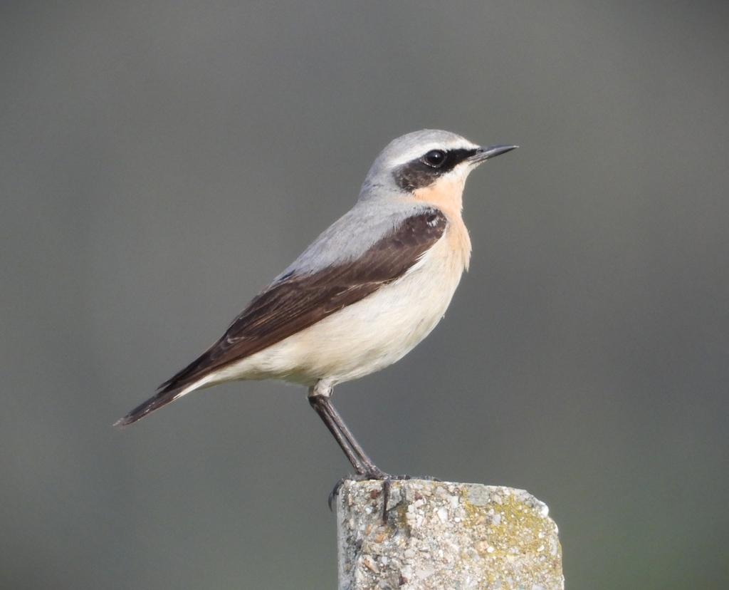 Northern Wheatear (Flora and Fauna of Ari Boehm's ice age story, The ...